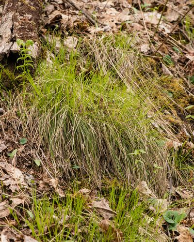 Sección Acrocystis · Naturalista Colombia