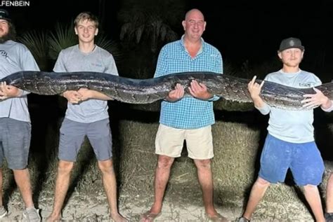 Unveiling The Enigma The Massive 198 Lb Burmese Python A Wildlife Marvel