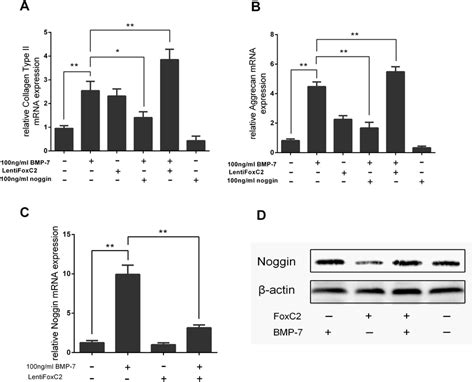 Foxc2 Enhances The Compensatory Anabolic Gene Expression Effect By Download Scientific Diagram