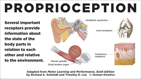 Joint Proprioceptors