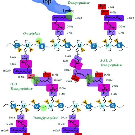 Divisome Interaction Network At The Mature Divisome A Diagram