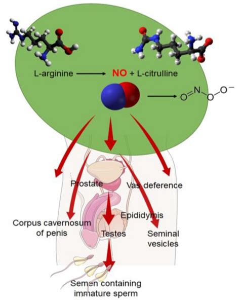 Ijms Free Full Text Reactive Nitrogen Species And Male Reproduction