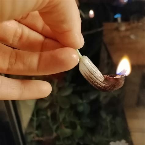 La Planta De Los Candiles Ilumina Las Noches De Invierno Herbanostra Cursos De Plantas