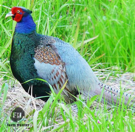 Birds Lifestyle Japanese National Bird Green Pheasant