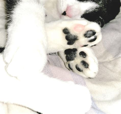 One Pink Kitten Toe Bean Rtoebeans