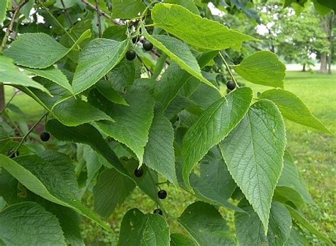 Common Hackberry Celtis Occidentalis