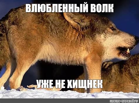 Мем ВЛЮБЛЕННЫЙ ВОЛК УЖЕ НЕ ХИЩНЕК Все шаблоны Meme