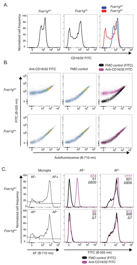 Isolation Of Microglia And Analysis Of Protein Expression By Flow