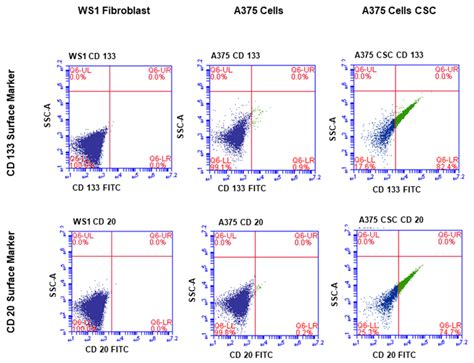 Cell Surface Antigenic Marker Cd20 Immunofluorescence Microscopy 200× Download Scientific