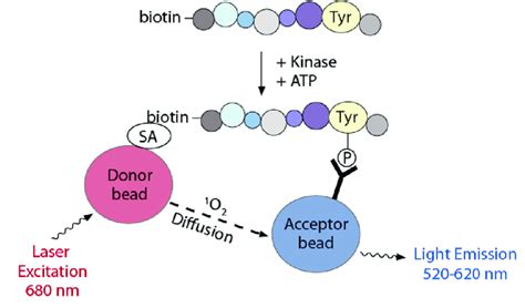 5 Principle For The Alphascreen™ Assay The Alphascreen™ Assay Is Based