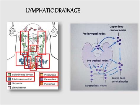Thyriod Gland Anatomy And Physiology Pptx