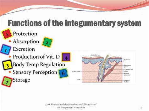 Essential Questions What Are The Functions Of The Integumentary System