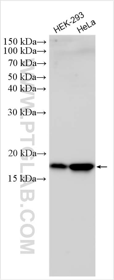 Cdkn2ap16 Ink4a Antibody 30519 1 Ap Proteintech