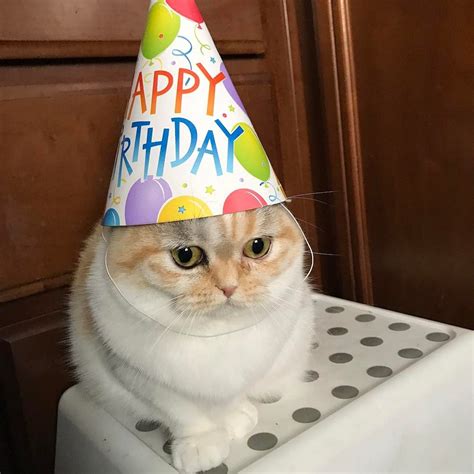 Happy Birthday Cat Meme  Images
