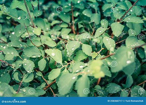Green Leaf With Water Drops For Background Drops Of Water On The