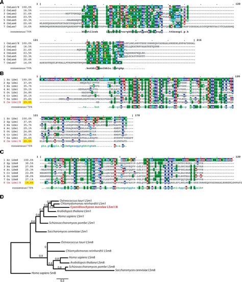 The Sole Lsm Complex In Cyanidioschyzon Merolae Associates With Pre