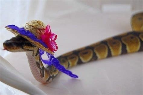 15 Halloween Costumes For All Of Your Pets