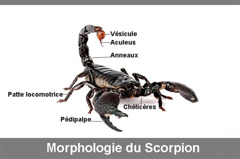 Pourquoi Les Scorpions Sont Ils Sceptiques Uqjfk