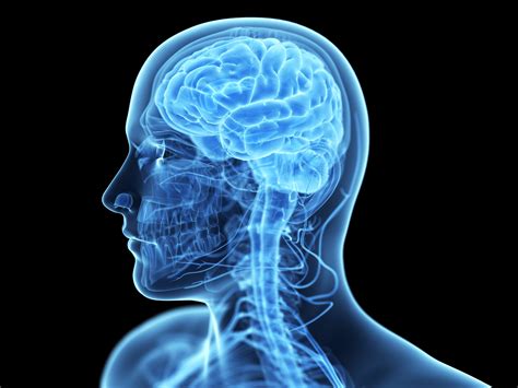 Nervous System Wallpapers Top Free Nervous System Backgrounds