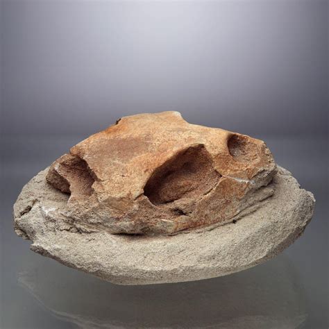 Fossilized Turtle Skull Ii Astro West