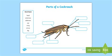 Tas Parts Of A Cockroach Labelling Worksheet Twinkl