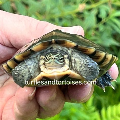 Vietnameseannam Pond Turtles Mauremys Annamensis Cb 2020 Turtles