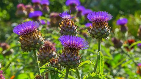 Cardon Plantation Entretien Soin Le Parisien Jardin