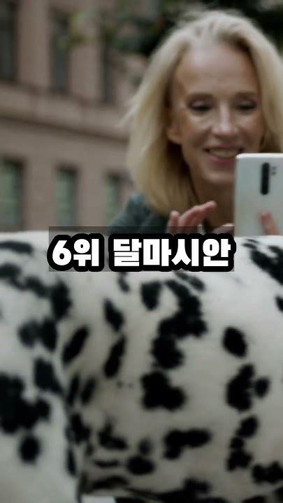 귀여운 강아지 10위 Youtube