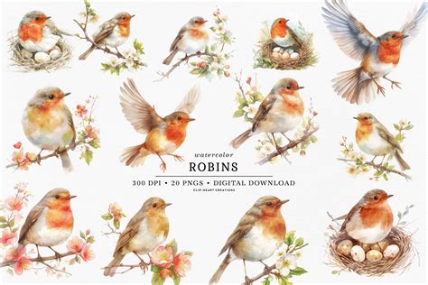 Robin Watercolor Clipart Gráfico Por Clipheartcreations · Creative Fabrica
