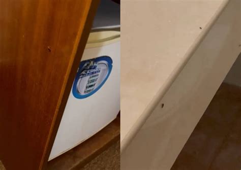 Guest Slams Orchard Road Hotel Over Room Infested With Cockroaches