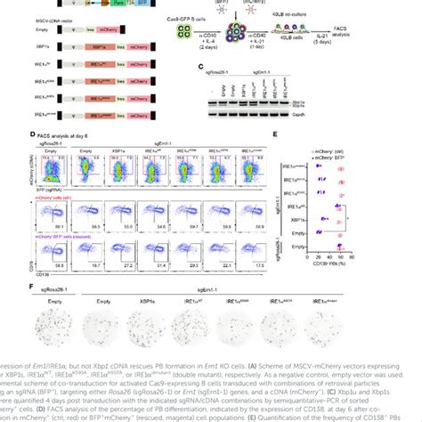 Crispr Cas9 Mediated Screen To Differentiate B Cell Download Scientific Diagram