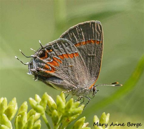 Red Banded Hairstreaks Need Sumacs And Leaf Mulch The Natural Web