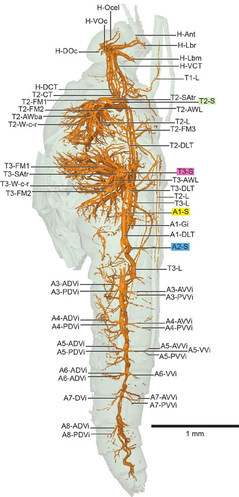 Comparative Anatomy Of The Insect Tracheal System Part 1 Introduction Apterygotes Paleoptera