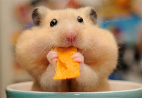 Download Mouthful Hamster Meme Wallpaper