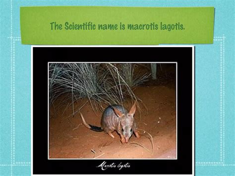 Bilbies By Ava Ppt