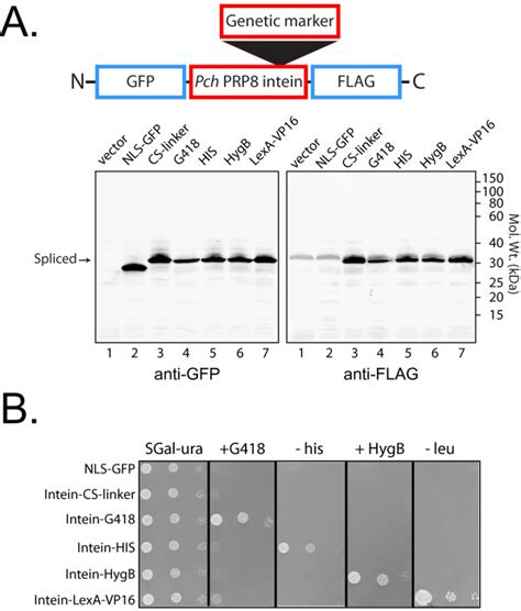 Marked Pch Prp8 Inteins Splice And Allow Genetic Selection In Yeast