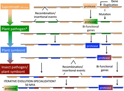 Potential Model For The Evolution From Top To Bottom Of Genetic