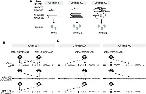 Model Of Pten Apa Regulation By Cfim A Cfim59 And 68 Depletion Both Download Scientific