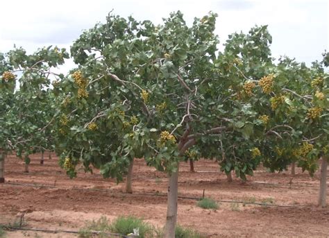 Pistachio Tree Pictures Images Photos Facts On Pistachio Trees