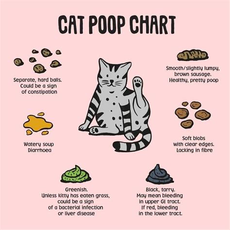 Pin By Cyndy Dent Brooks Fetty On Pet Info ~ 🐾 Cat Poop Cat Advice