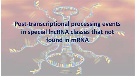 Long Non Coding Rna Lncrnas Ppt