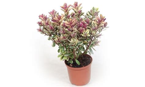 Hardy Evergreen Hebe Collection Groupon Goods