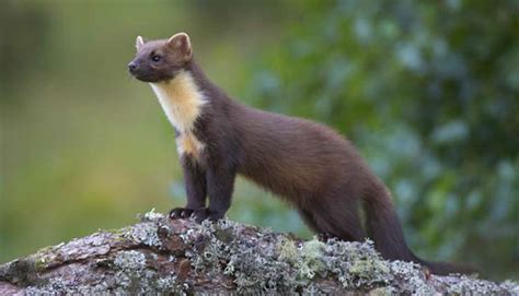 سمور جنگلی حیوانی همه چیزخوار است گلونی