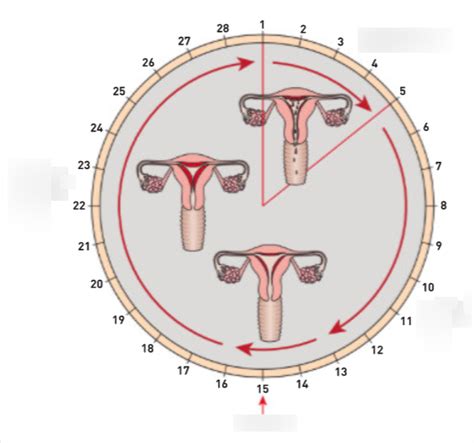 Naturfagsprøve Kap 7 Og 8 Pubertet Sex Og Svangerskap Del 5 Diagram