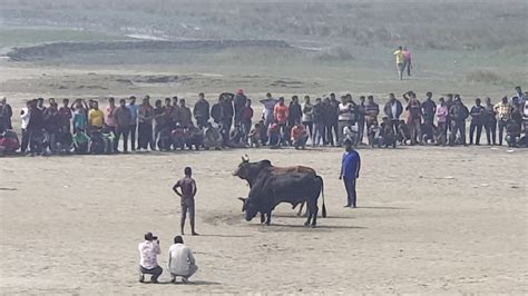 Cow Wrestling Cow Fight Bull Fight ষাড়ের লড়াই গরুর লড়াই Youtube