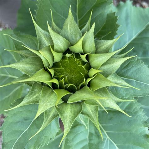 Sunfill™ Green Sunflower Bear Creek Farm