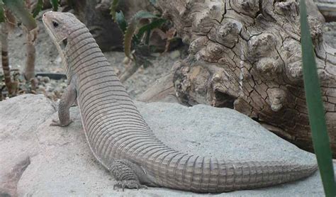 Sudan Plated Lizard Facts Distribution And Population Biodb