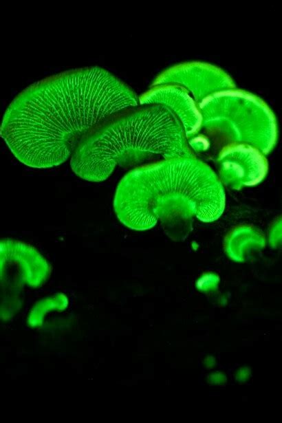 Bioluminiscencia El Lenguaje De Luz De Los Seres Vivos Meer