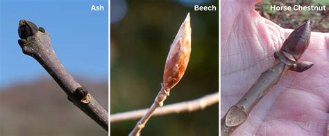 Identifying Trees In Winter A Beginners Guide To Spotting Trees Without Leaves Woodland