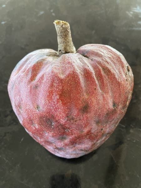 Buy Bullocks Heart Custard Apple Annona Reticulata